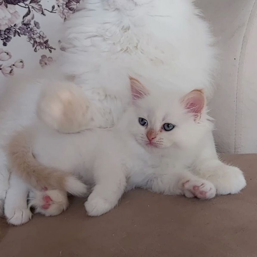 Малыши котята