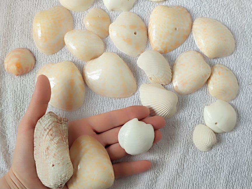 Морские ракушки
