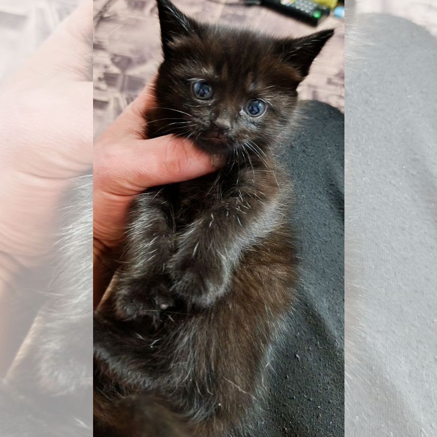 Котёнок от частного владельца