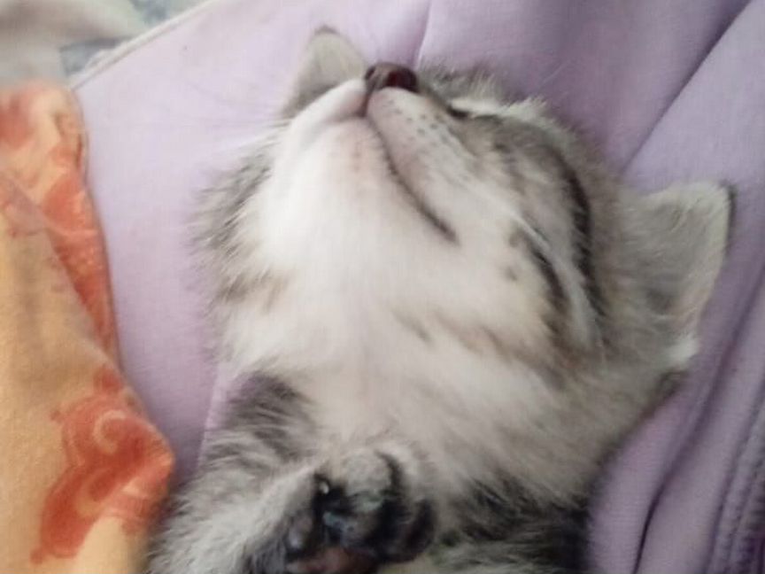 Котенок серенький красавчик