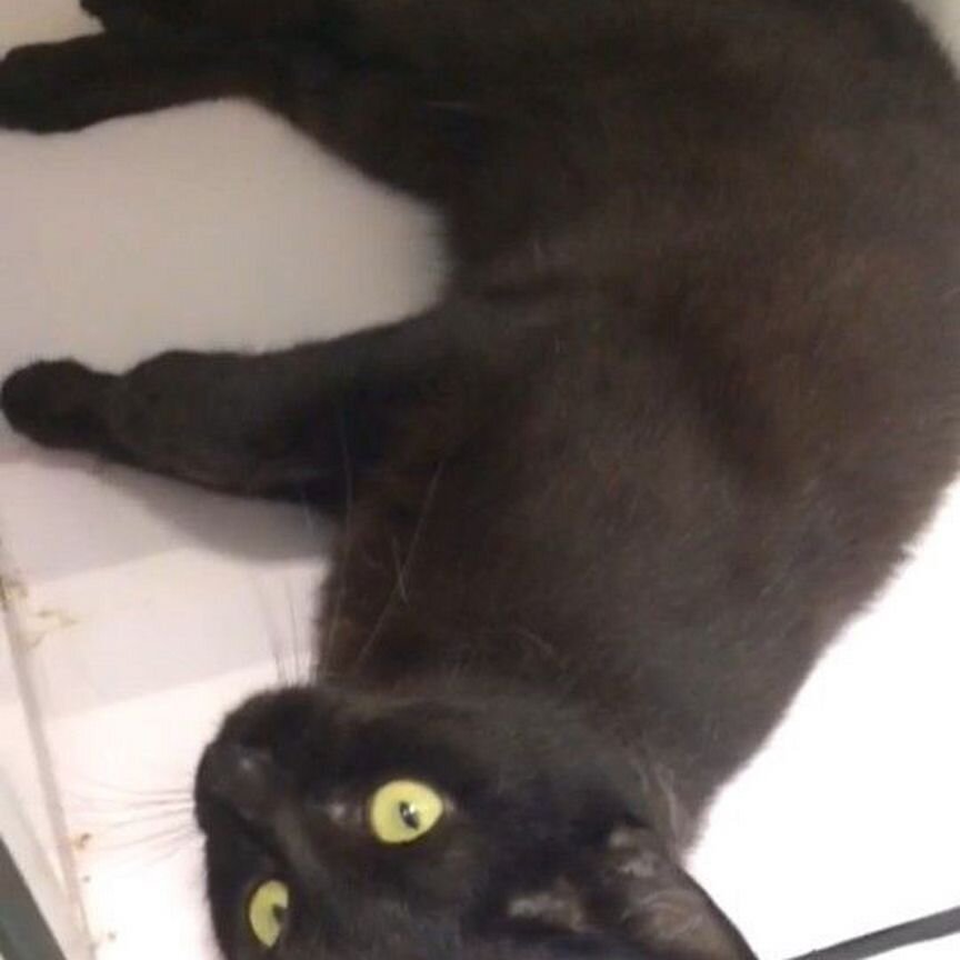 Котенок ищет семью