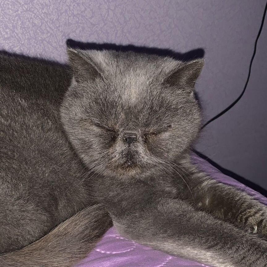 Кошечка экзот в добрые руки