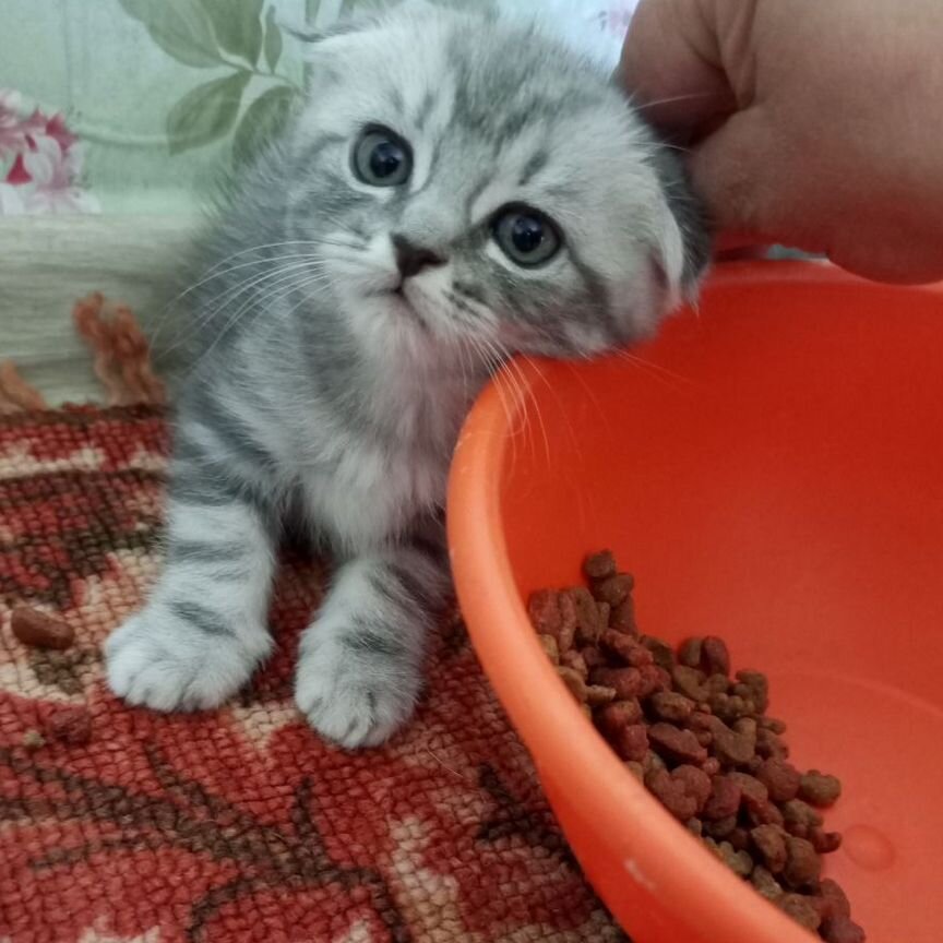 Шотландские вислоухие Мейн-кун