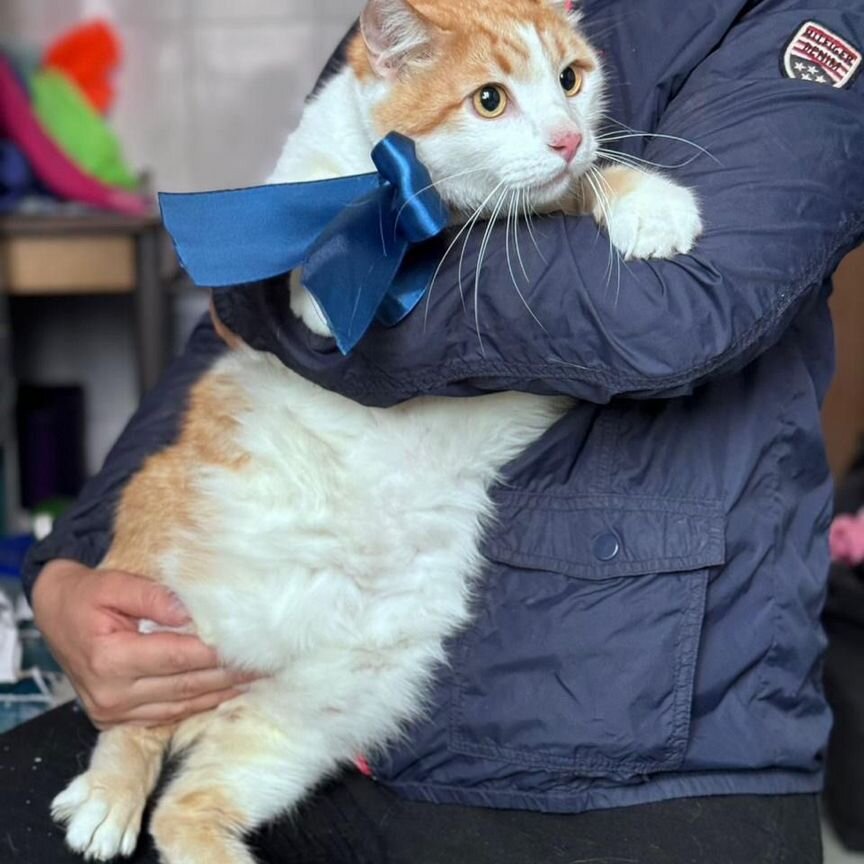 Рыжий котик