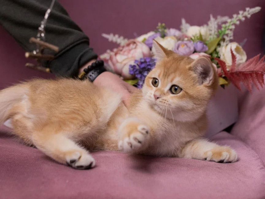 Британский котенок золотая шиншилла ny12