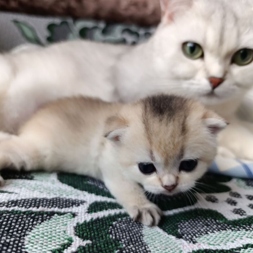 Продаю котят шиншиловой породы