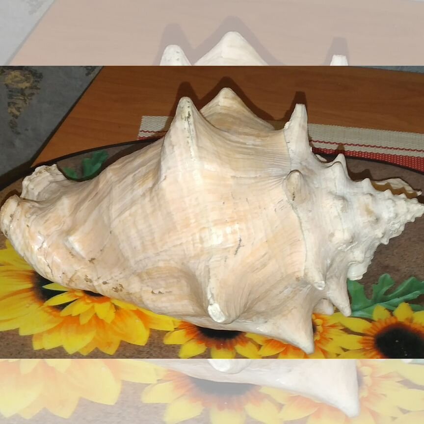 Ракушка морская большая