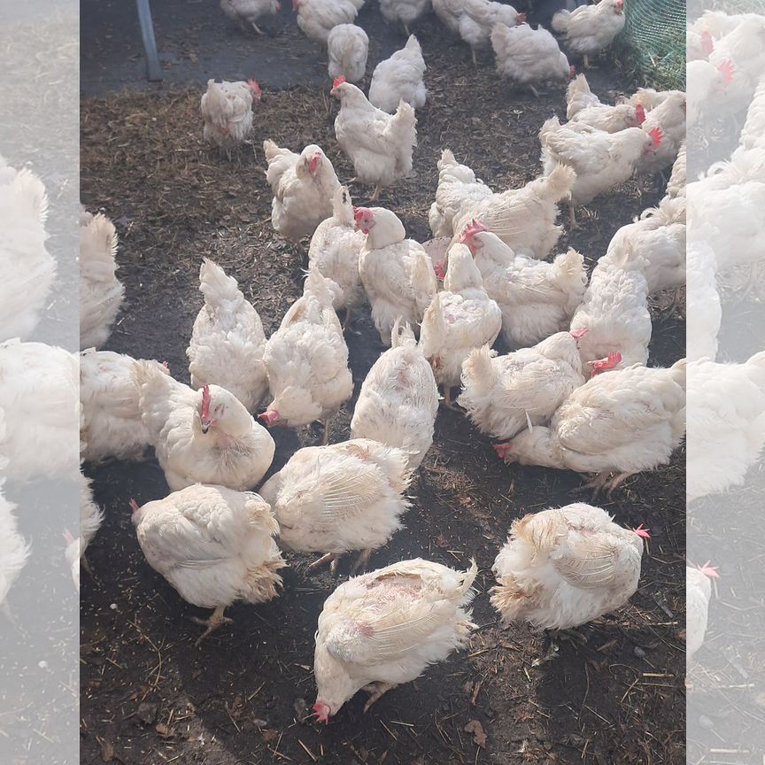 Куры несушки