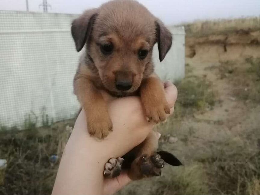 Малыши в добрые руки