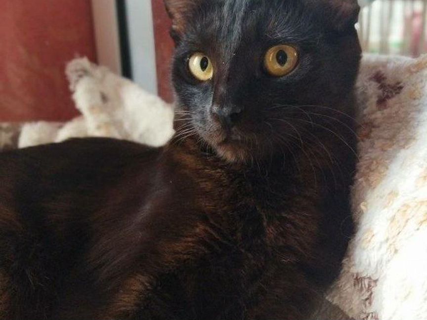 Кошечка подросток в добрые руки