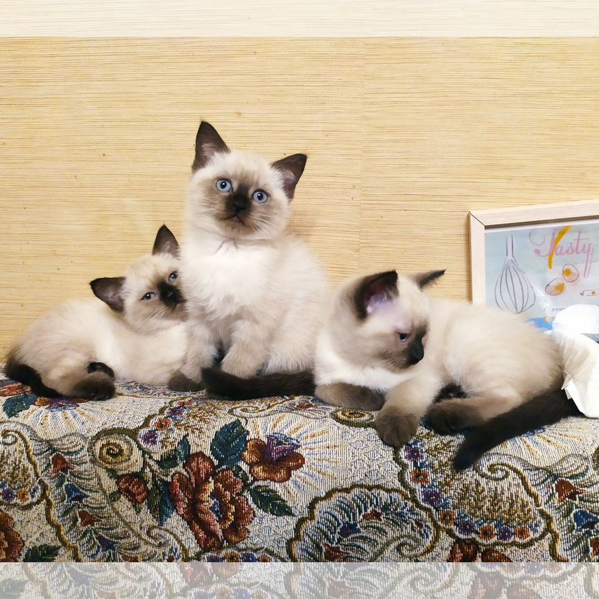 Шотландский прямоухий короткошёрстный котёнок