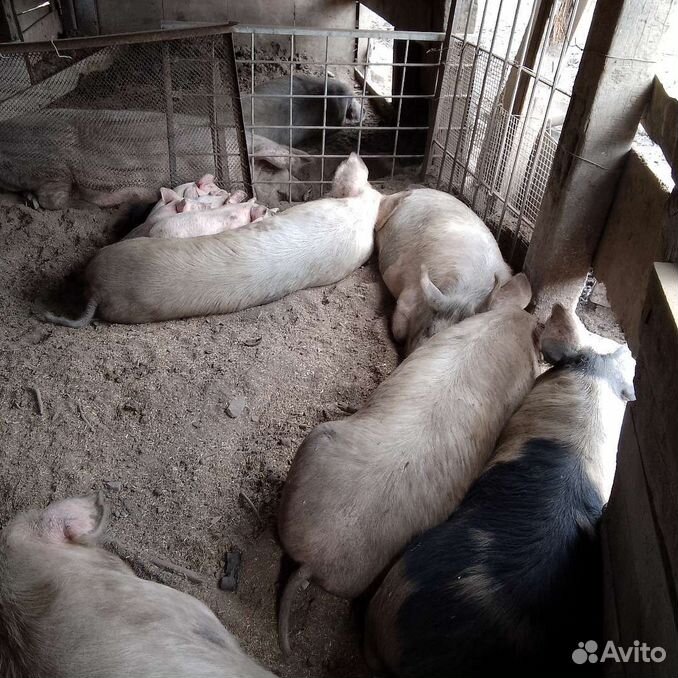 Свиноматки