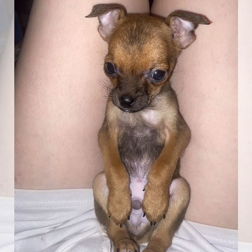 Чихуахуа, щенок