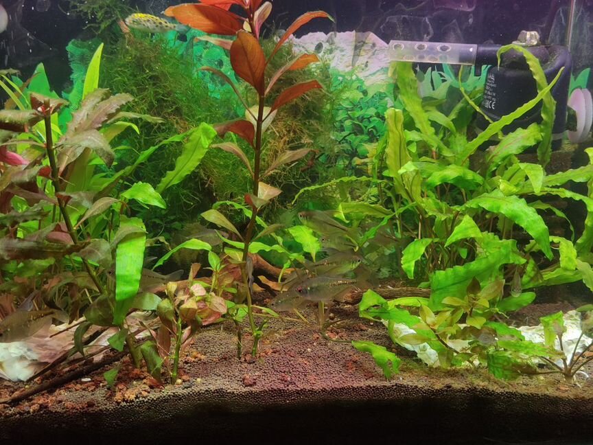 Тетра бриллиантовая