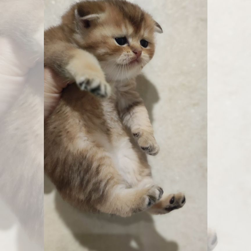 Шотландский вислоухий короткошёрстный котёнок