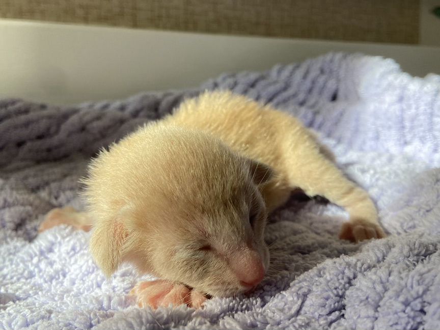 Ориентальные мальчики