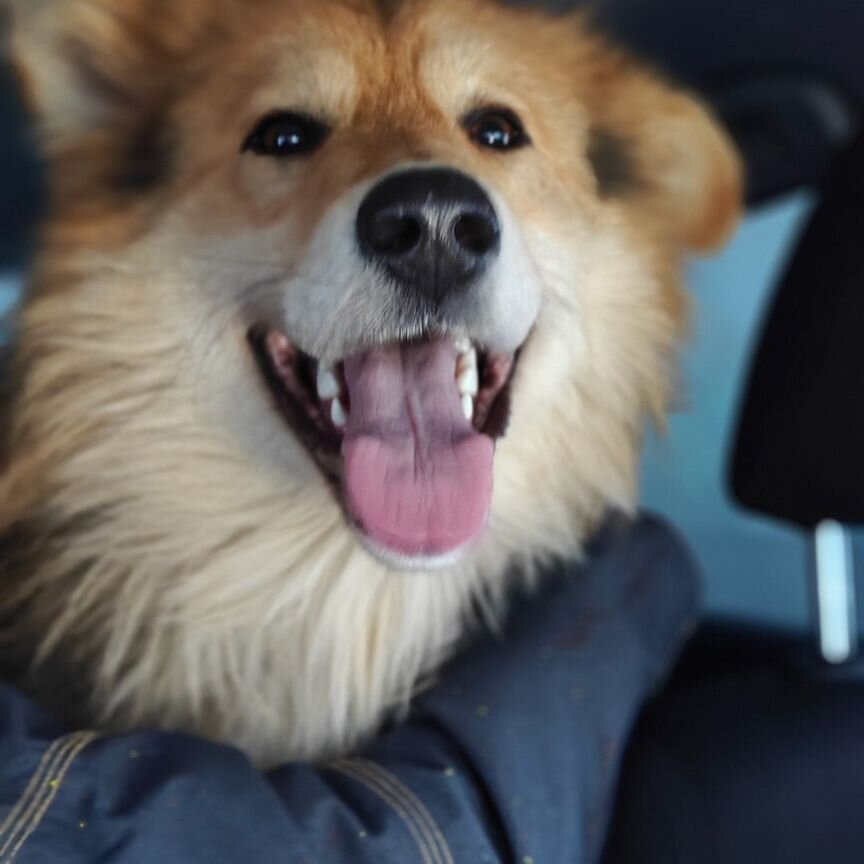 Собачка Мишка