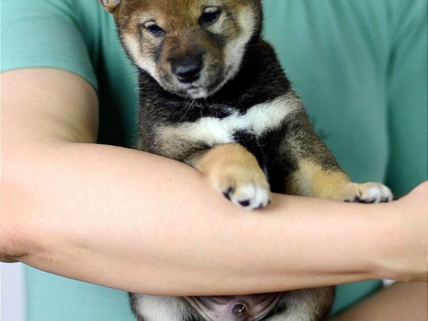 Сезам кобель Шиба Сиба ину