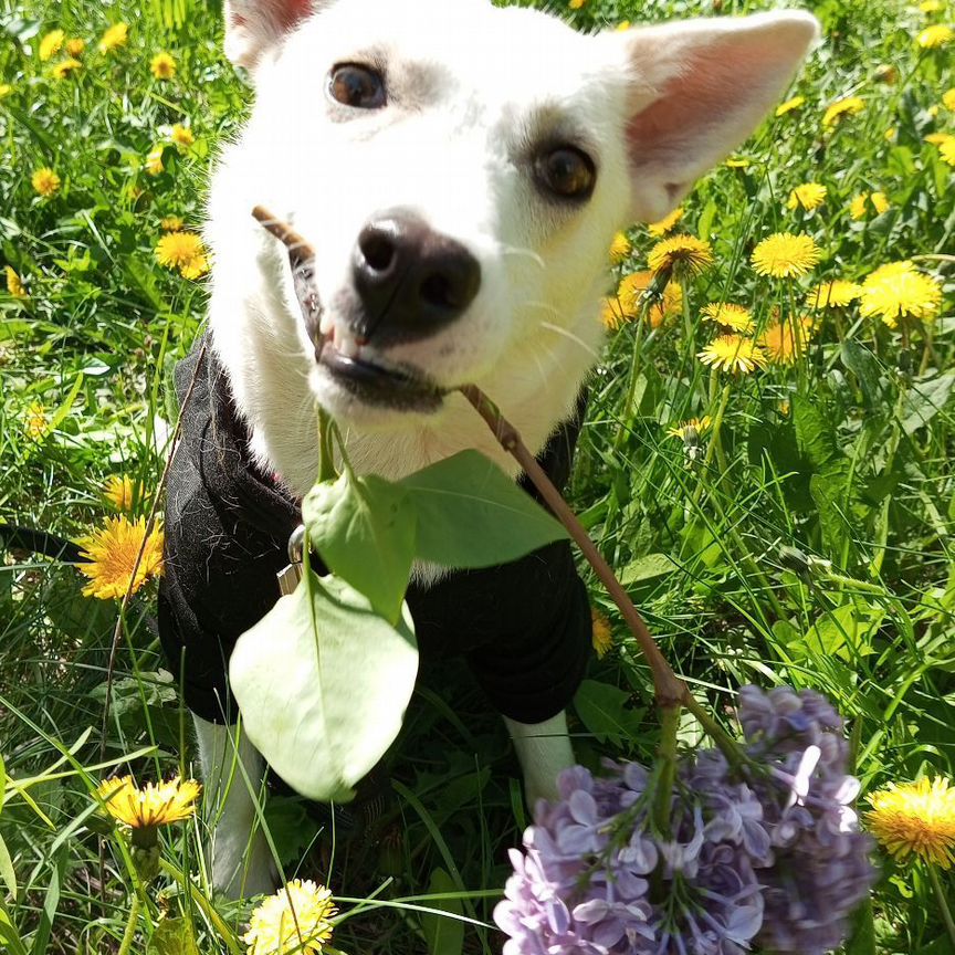 Собака в добрые руки