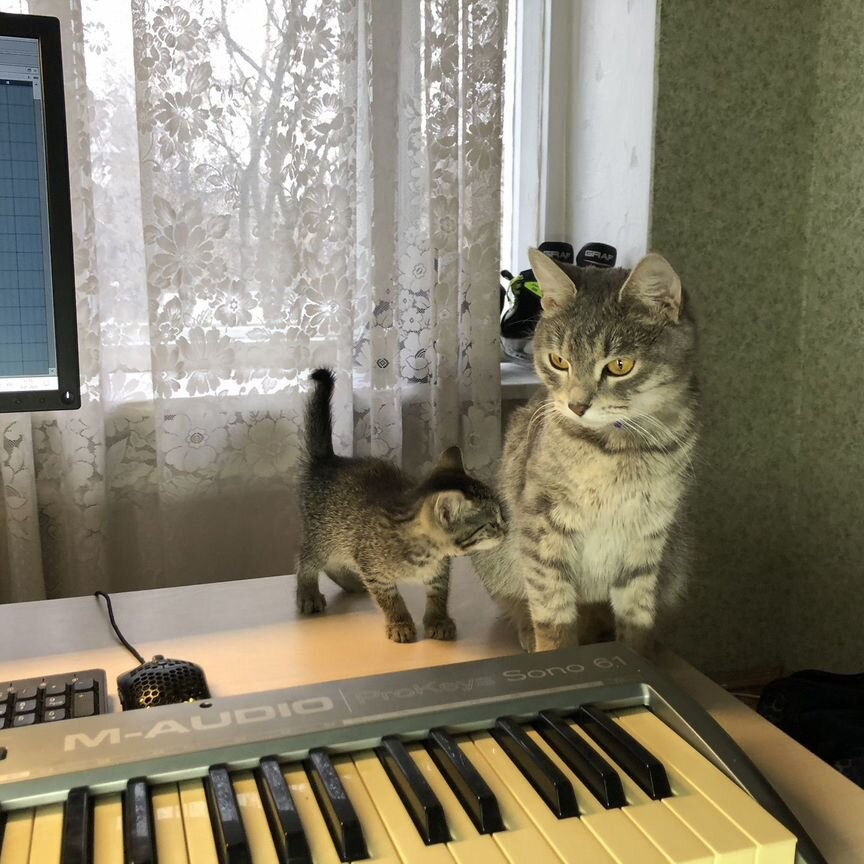 Милый котёнок с ласковой Мамой