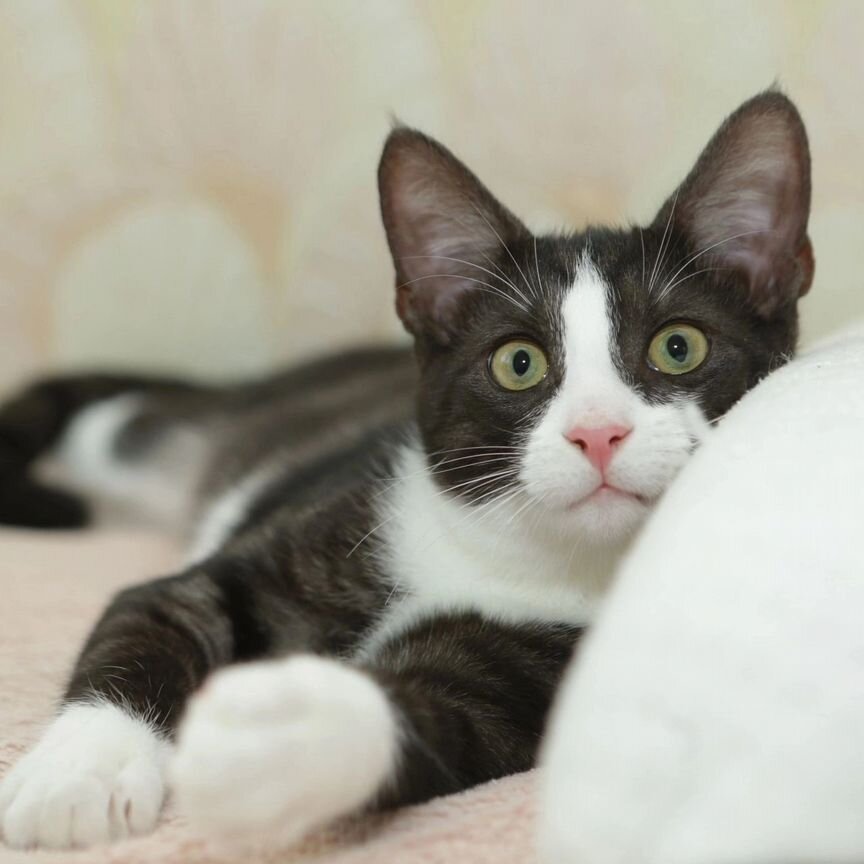 Позитивный котенок