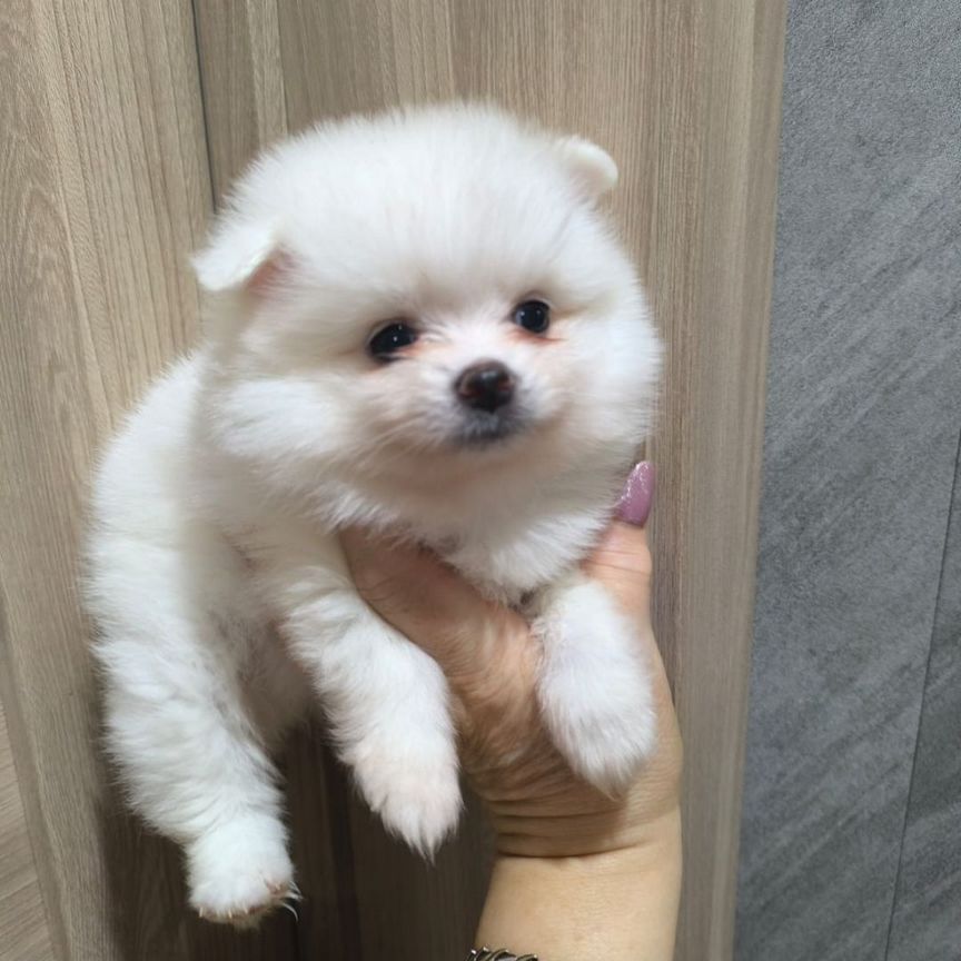 Щенки померанского шпица миниатюоа