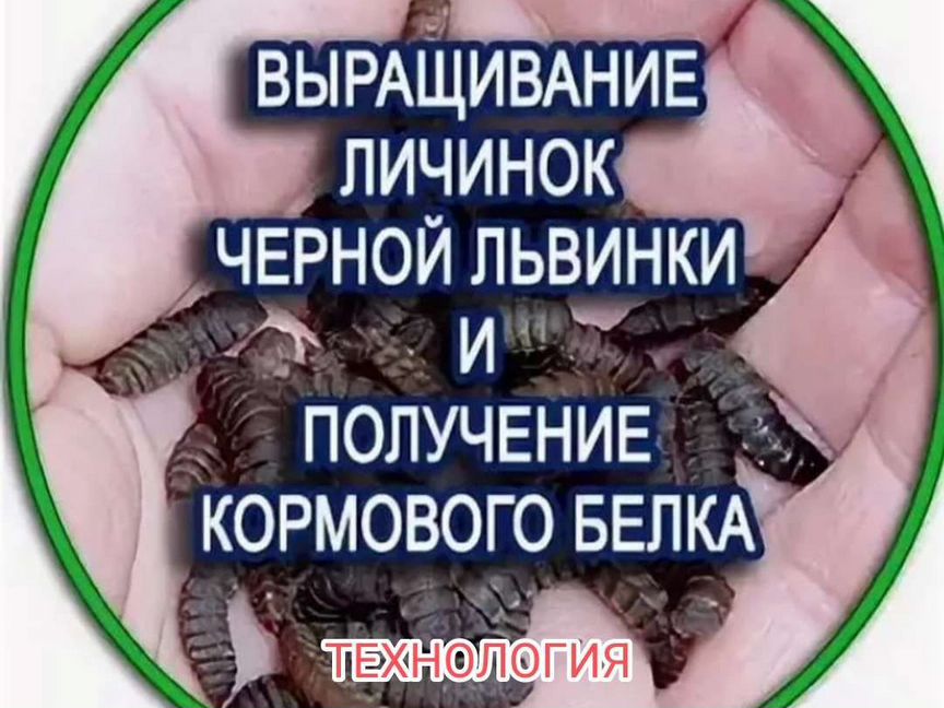 Черная львинка(технология), личинка черной львинки