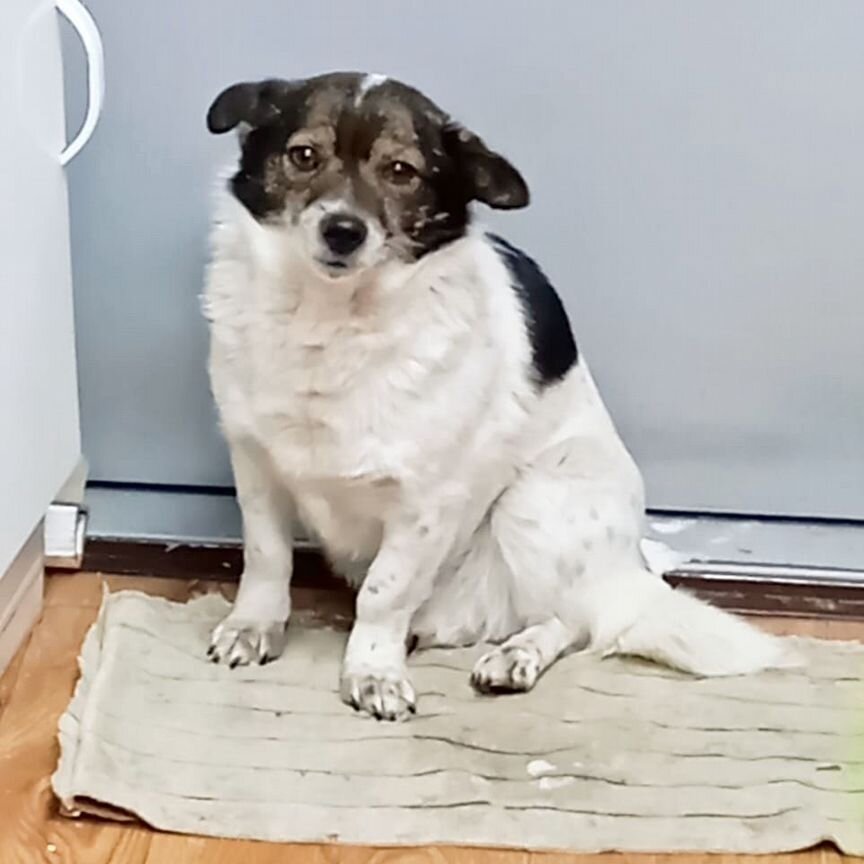 Собачка замерзает на улице