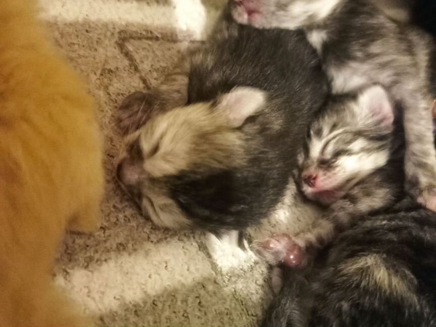 Котята в добрые руки бесплатно