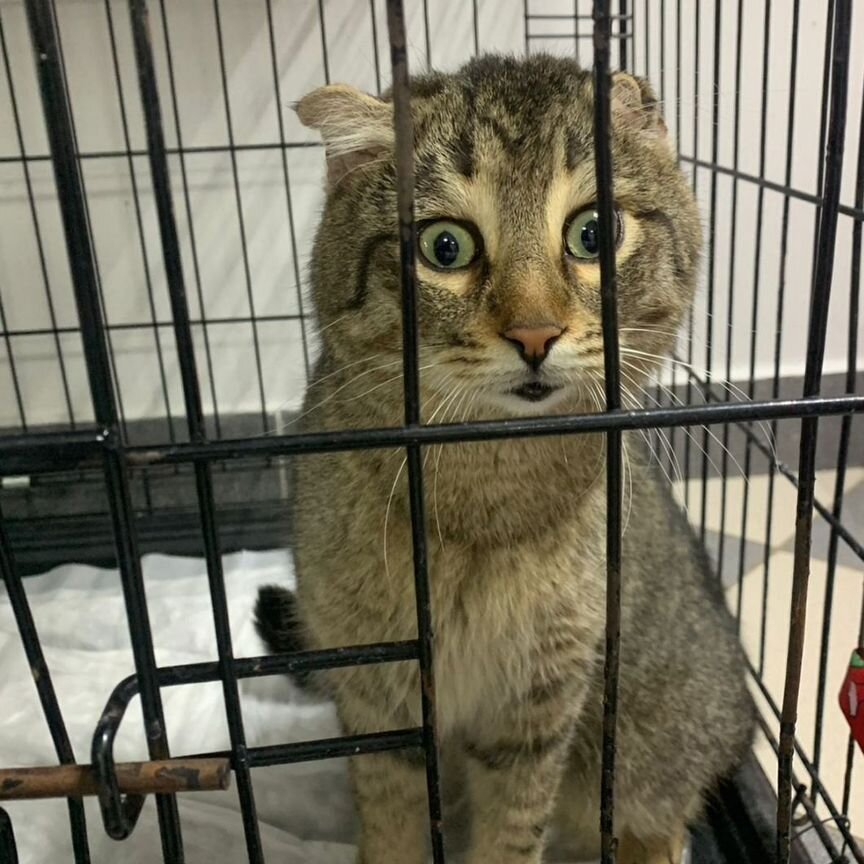 Кошка с испуганным выражением лица