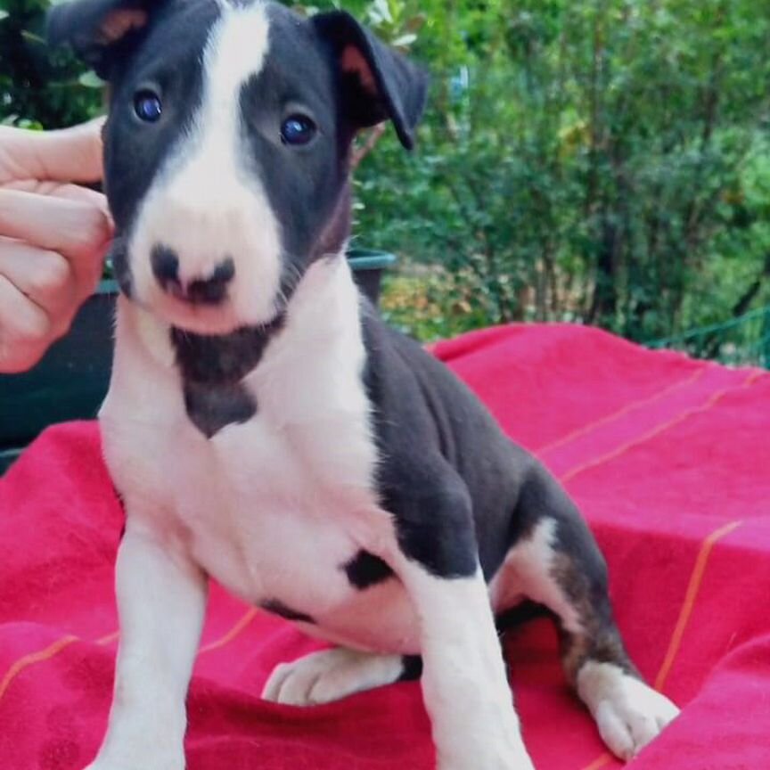 Щенок девочка Бультерьер