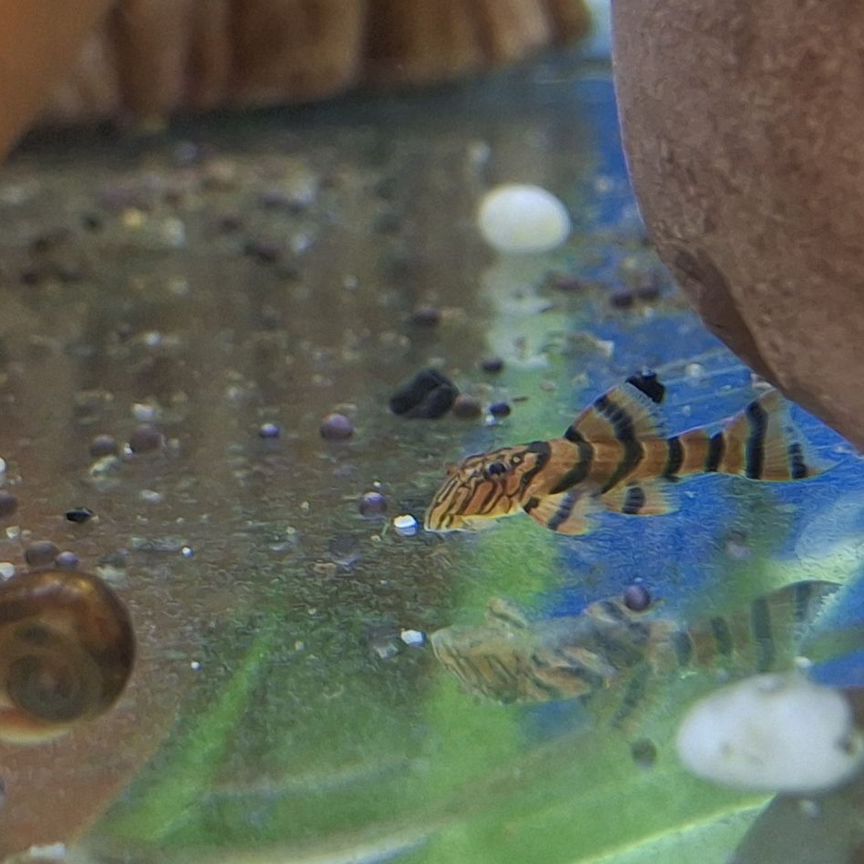 Панак Красная Зебра L397