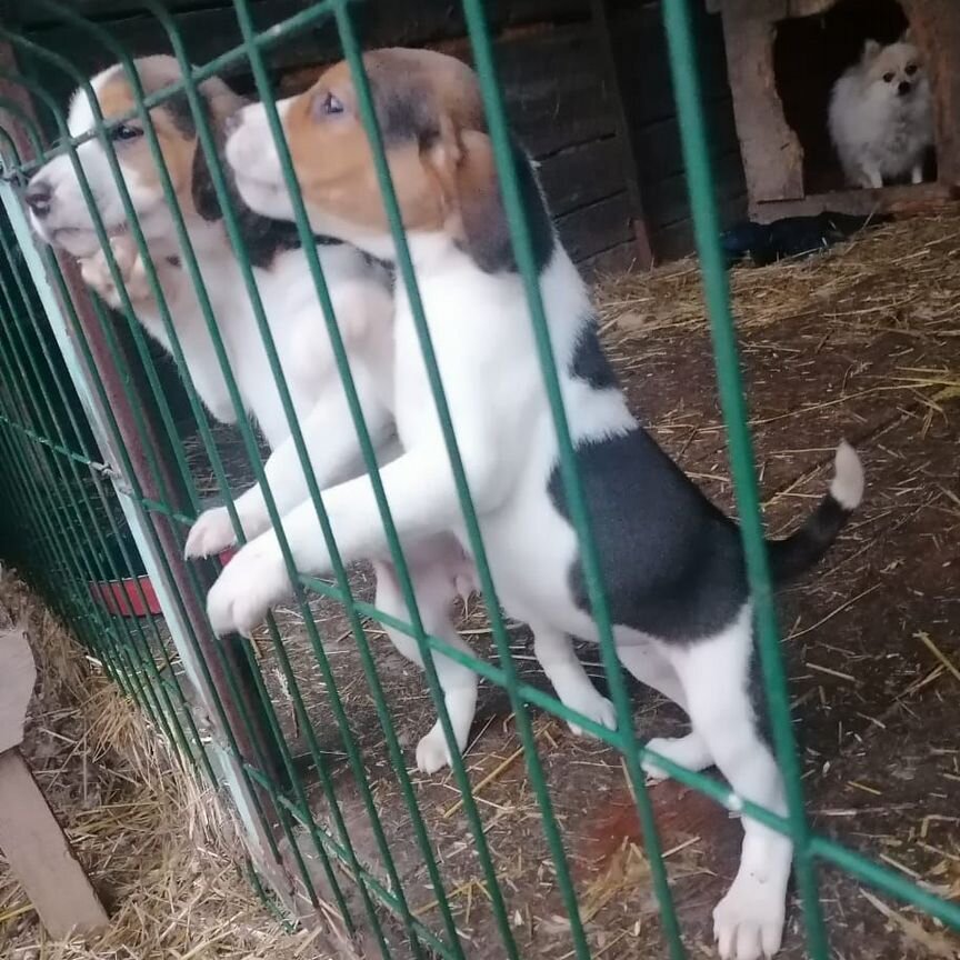 Русская пегая гончая, щенок