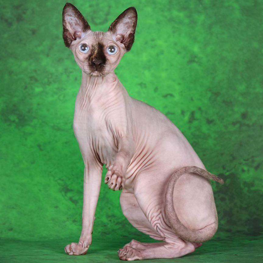 Канадский сфинкс котёнок