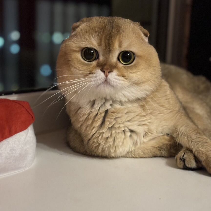 Шотландский вислоухий кот на вязку