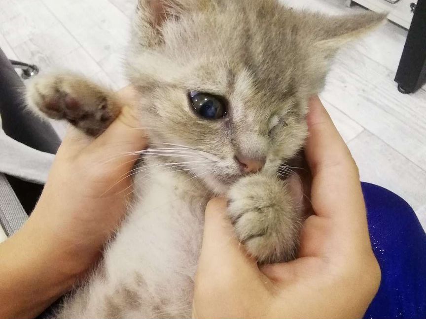 Котенок 4 месяца Пират