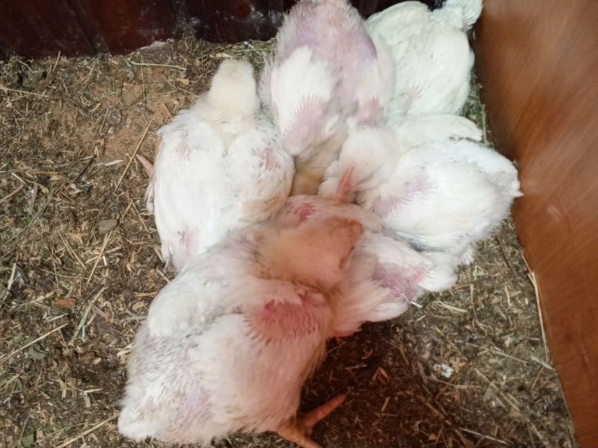 Цыплята бройлеры кобб 500