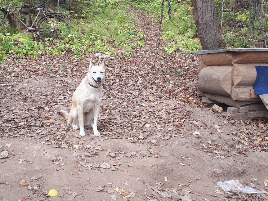 Собака. лайка западно-сибирская