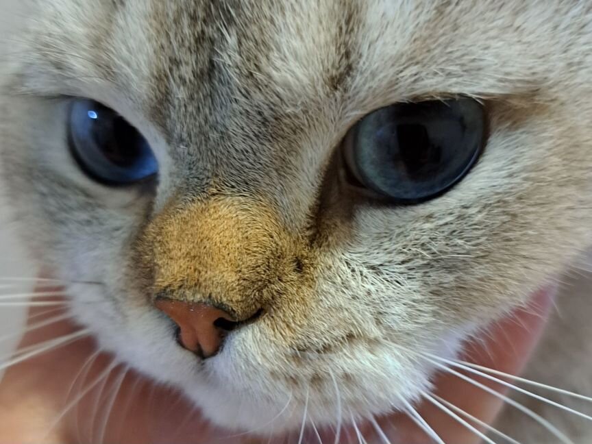Шотландский Кот фолд вязка