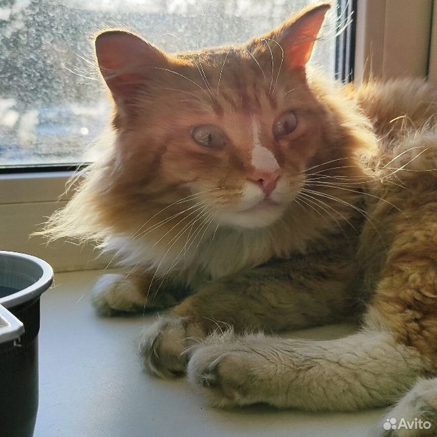 Коту нужен дом
