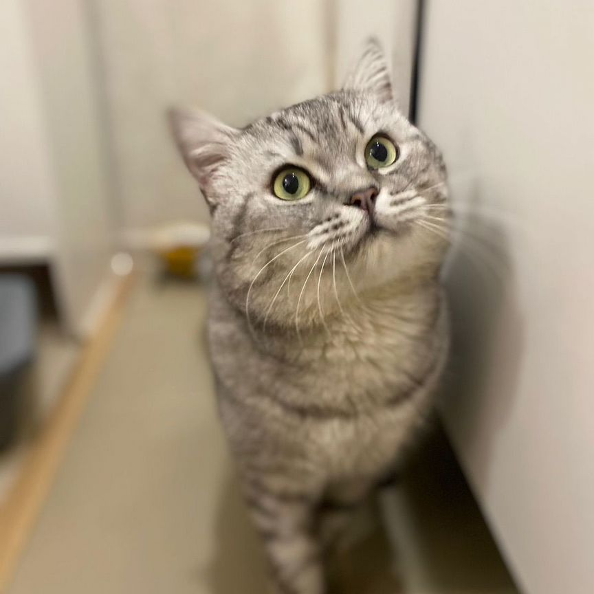 Кот Британец ищет дом