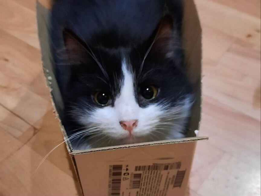 Котик в добрые руки