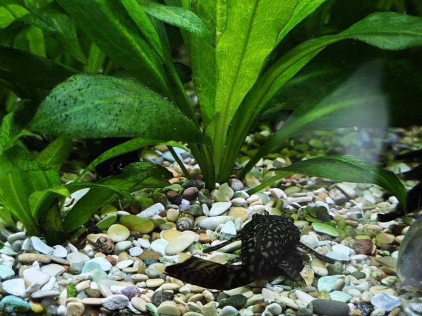 Эхинодорус