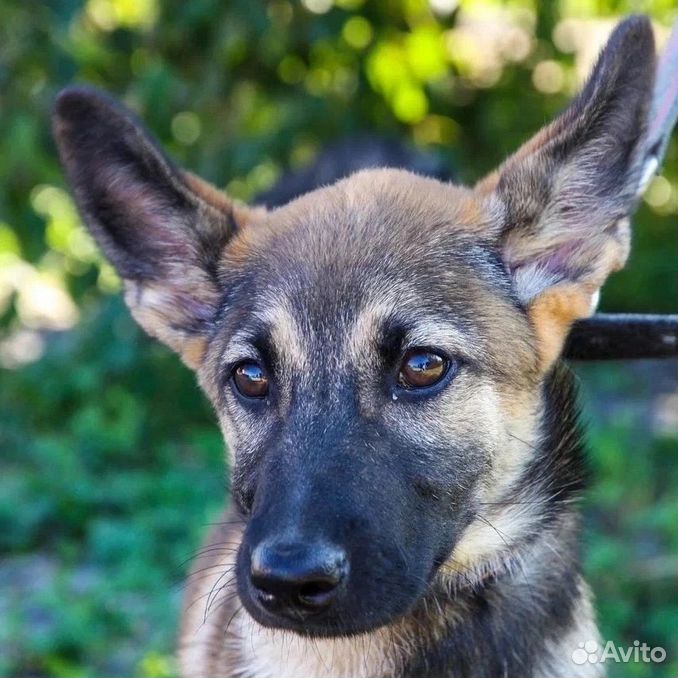 Собака Рада и щенок Лайма ищут хозяев