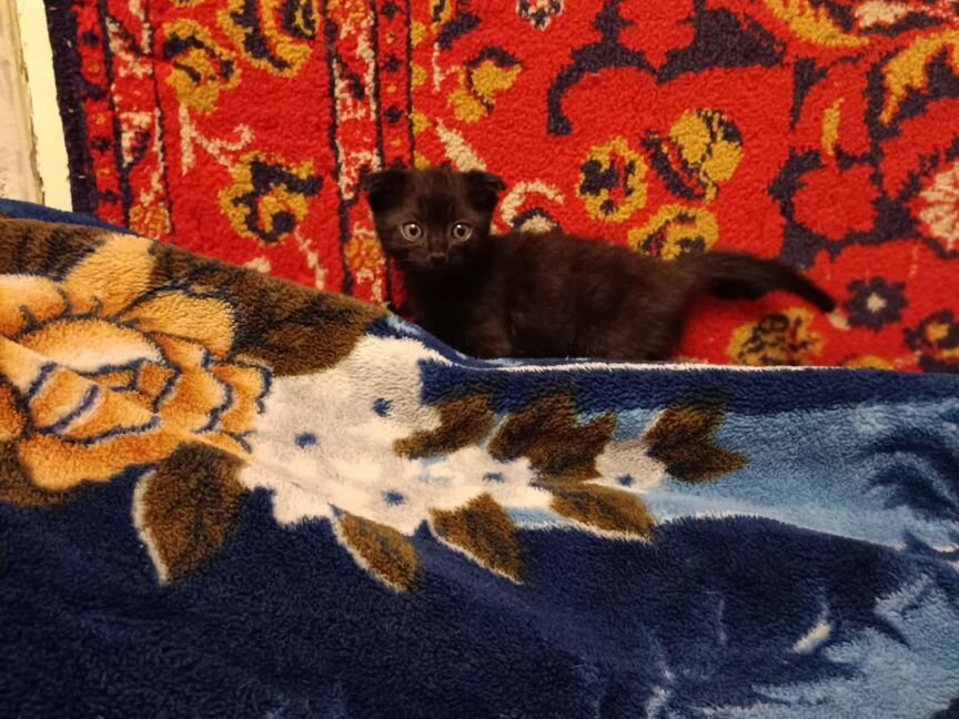 Котята в добрые руки бесплатно