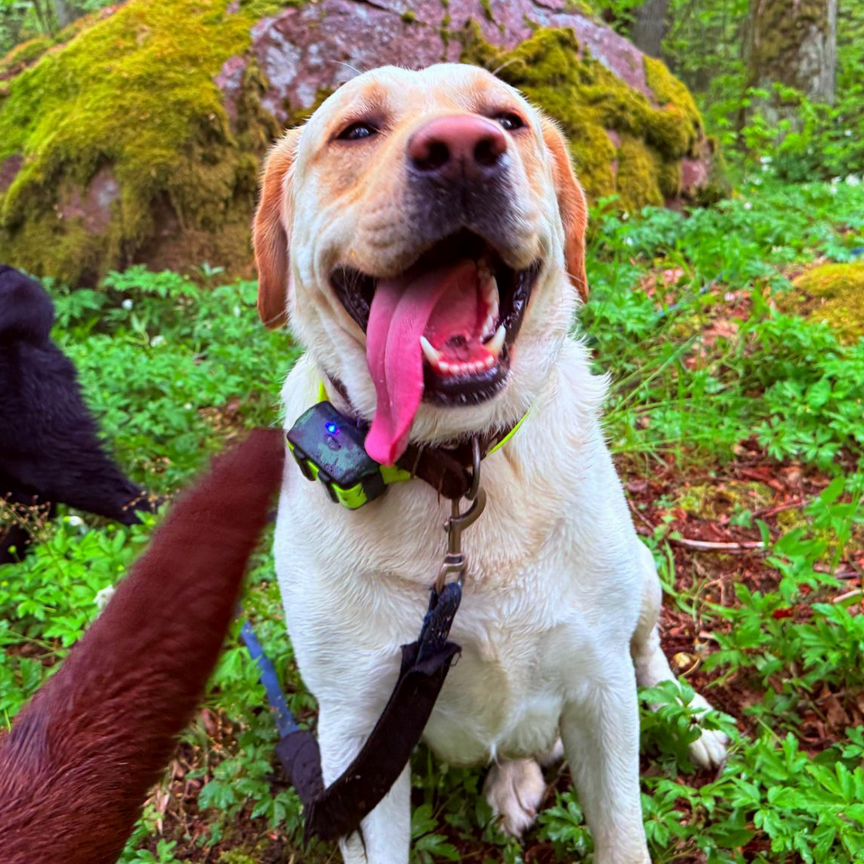 Лабрадор-ретривер, вязка