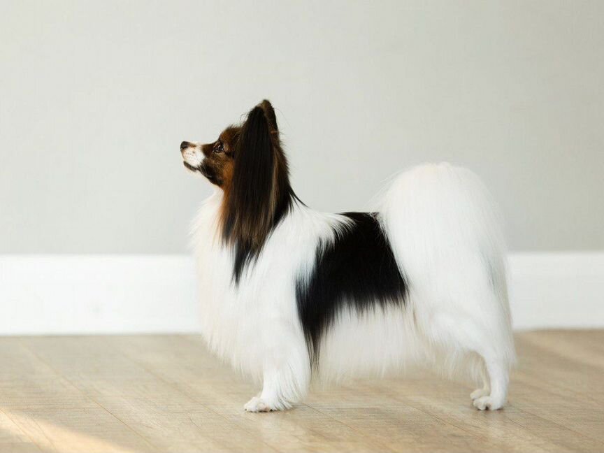 Вязка папийон