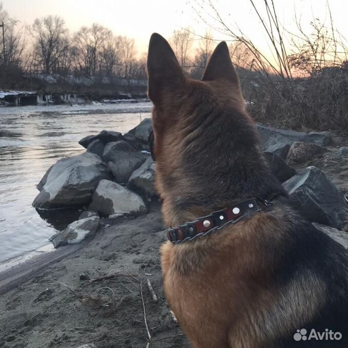 Кабель чистокровной немецкой овчарки ищет сучку