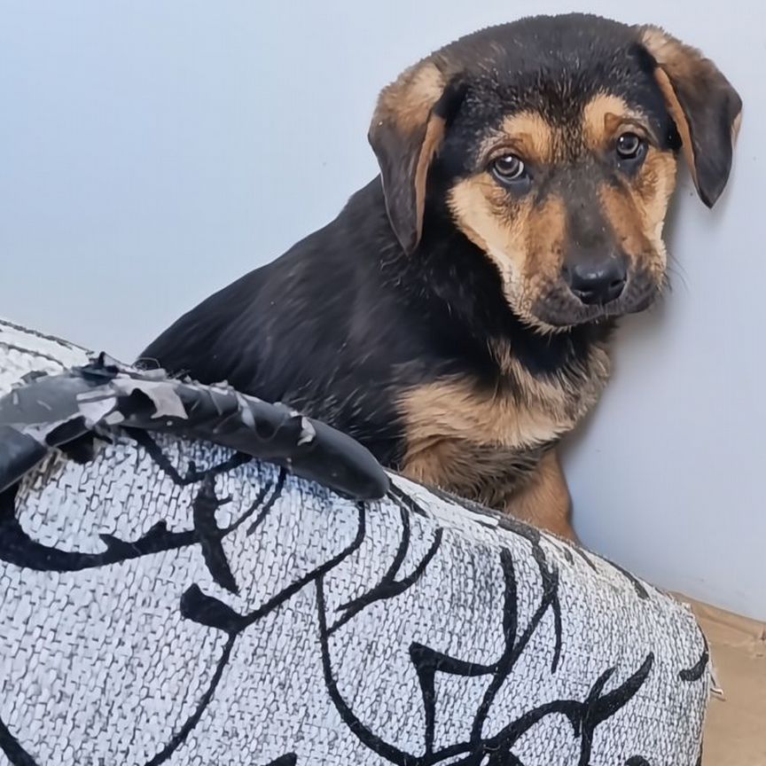 Щенок в добрые руки