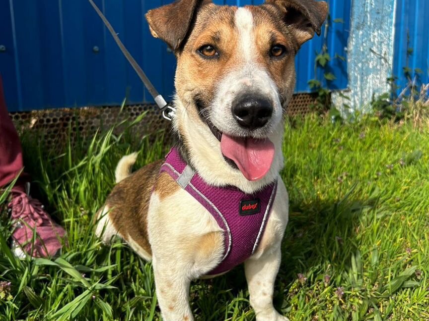 Отдам в добрые руки